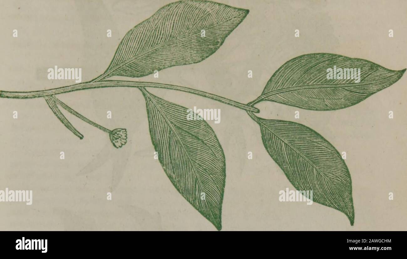 Strong diuretic hi-res stock photography and images - Alamy