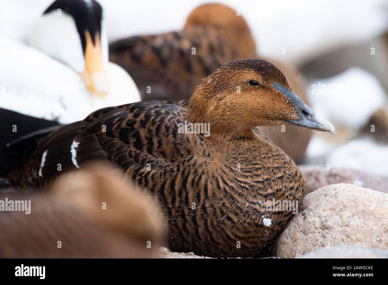 Pacific eiders hi-res stock photography and images - Alamy