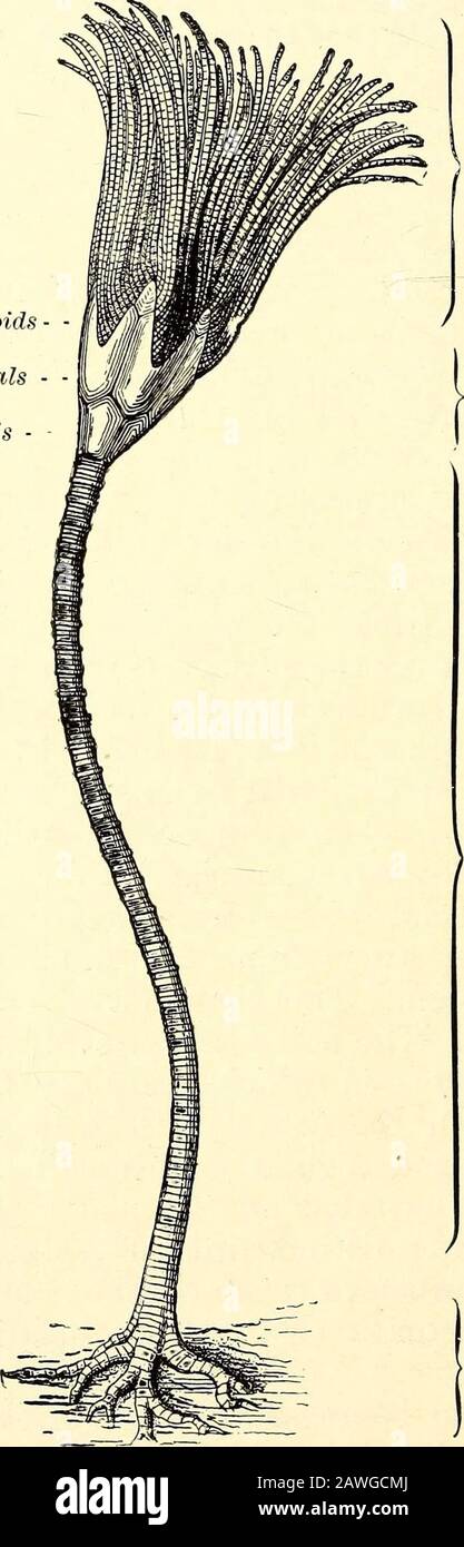 Blastoids hi-res stock photography and images - Alamy