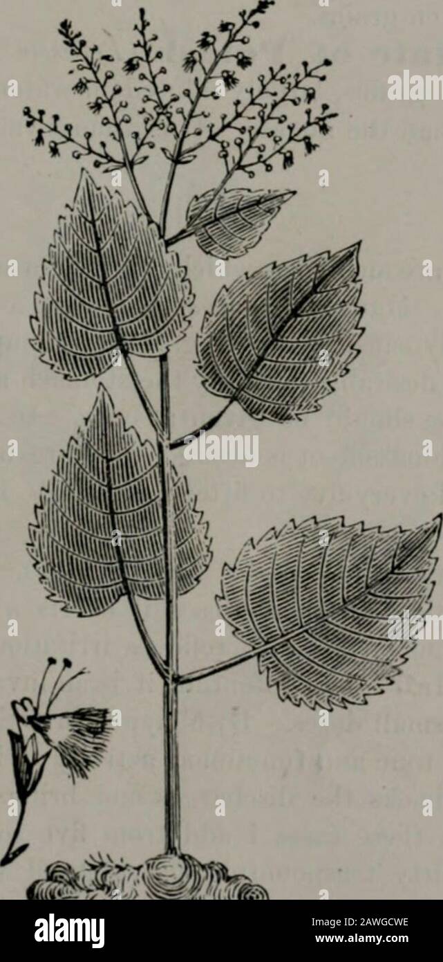 Marsh mallow root hi-res stock photography and images - Alamy