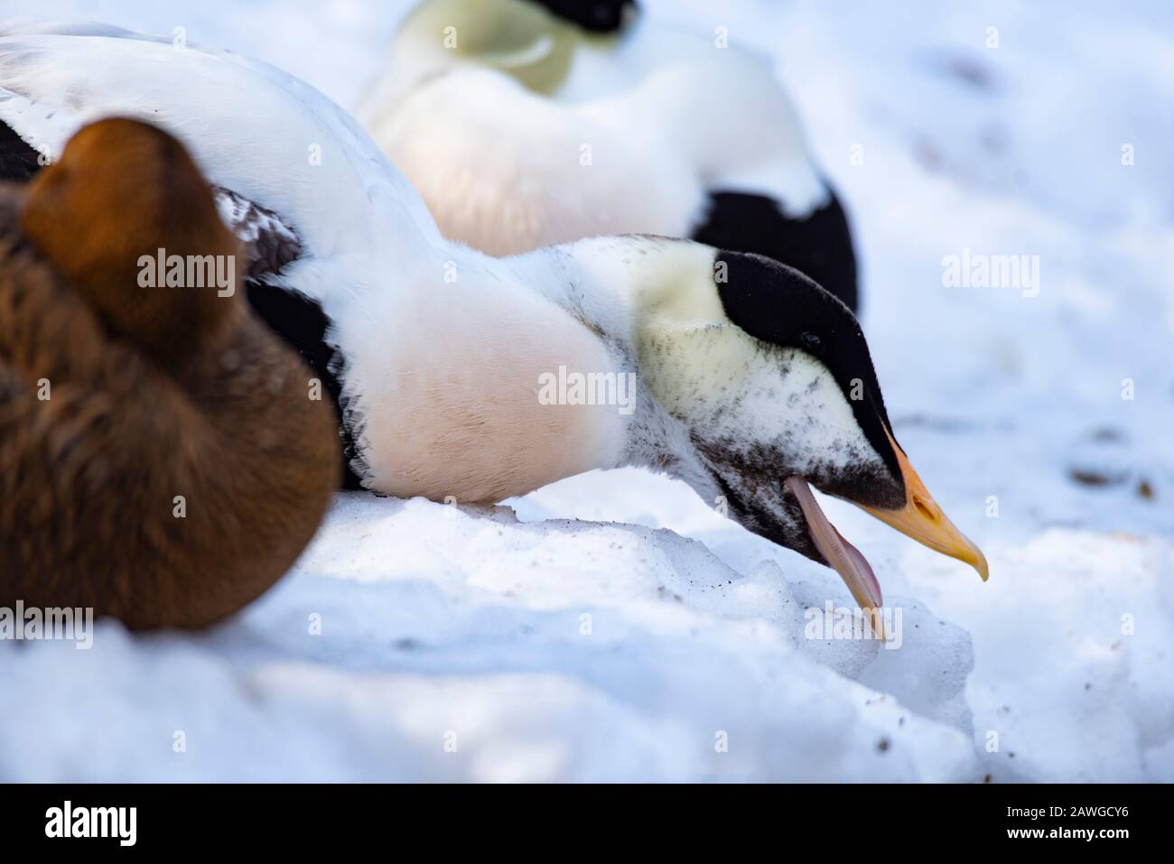 Pacific eiders hi-res stock photography and images - Alamy