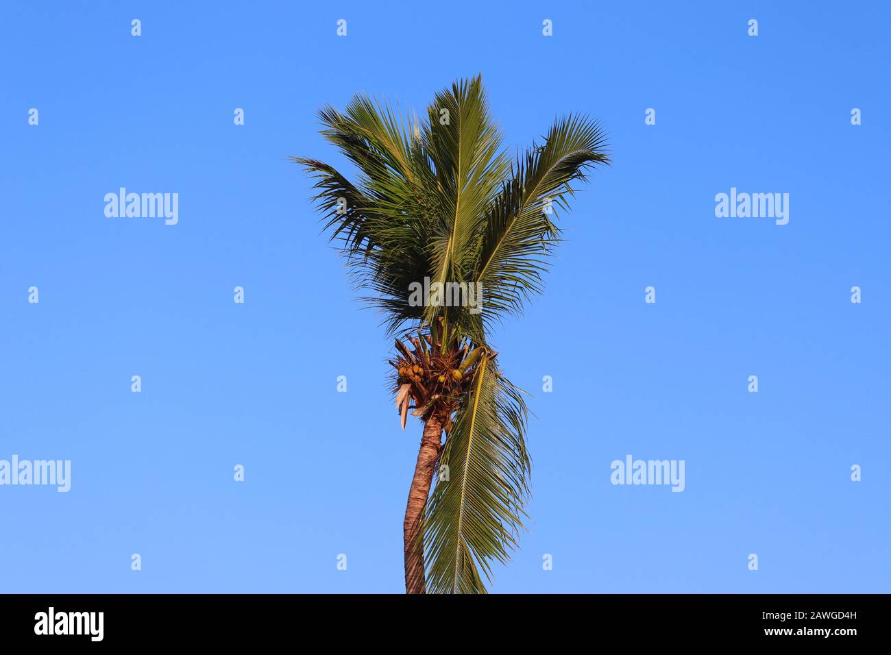 close up of a green leaves coconut in clear blue sky , coconut tree in ...