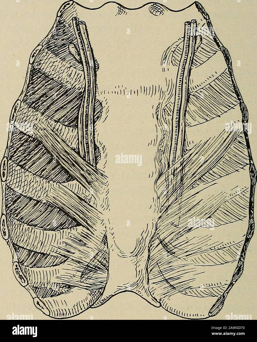 Muscles marked hi-res stock photography and images - Alamy