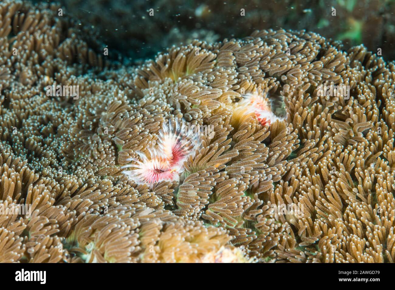 Feather Duster Worms in the large sea anemone. Kushimoto, Wakayama ...