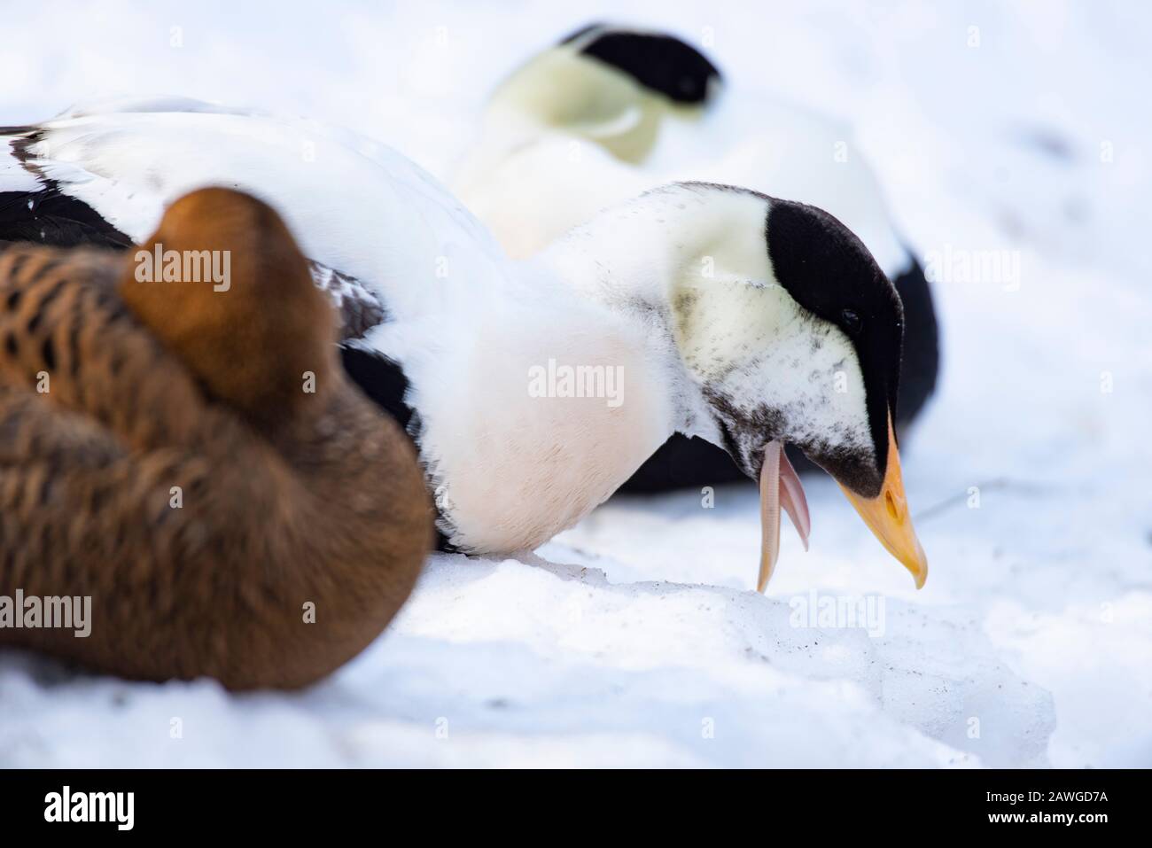 Pacific eiders hi-res stock photography and images - Alamy