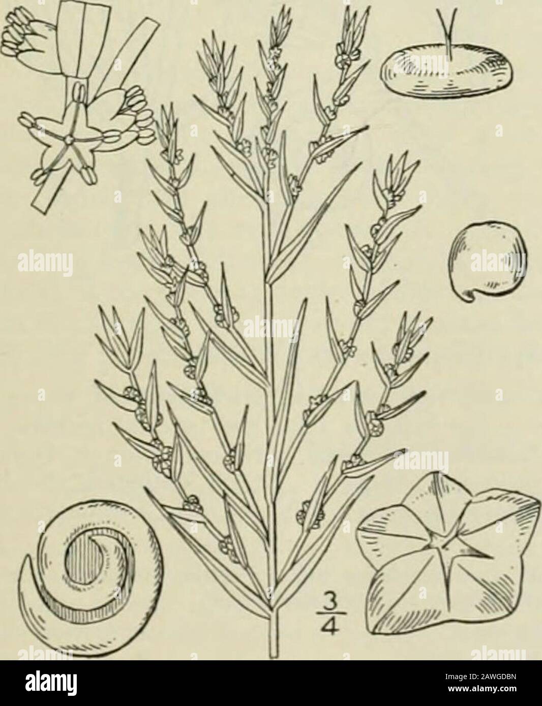 Suaeda Salsa High Resolution Stock Photography and Images - Alamy