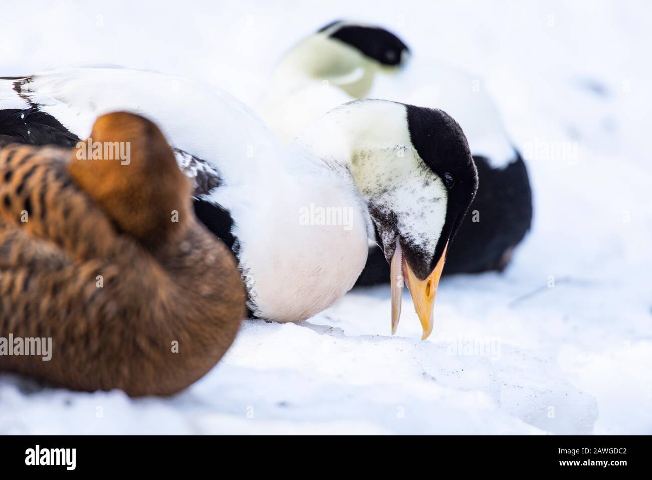 Pacific eiders hi-res stock photography and images - Alamy