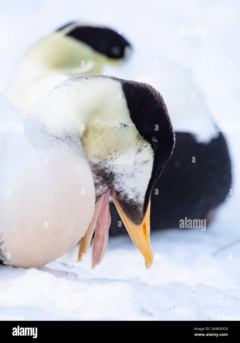 Pacific eiders hi-res stock photography and images - Alamy