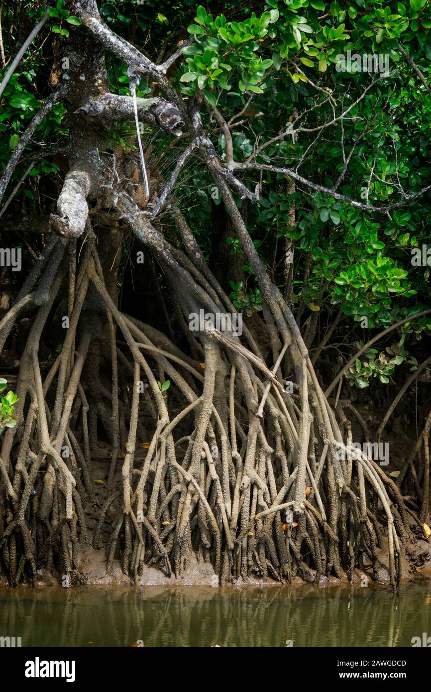 Thick tangle of Mangrove roots on bank of Johnstone River, North ...
