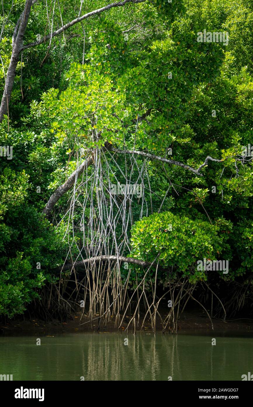 Thick tangle of Mangrove roots on bank of Johnstone River, North ...
