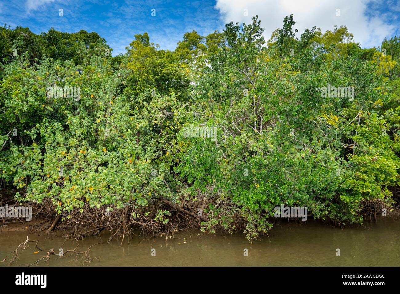 Australia mangrove river hi-res stock photography and images - Alamy