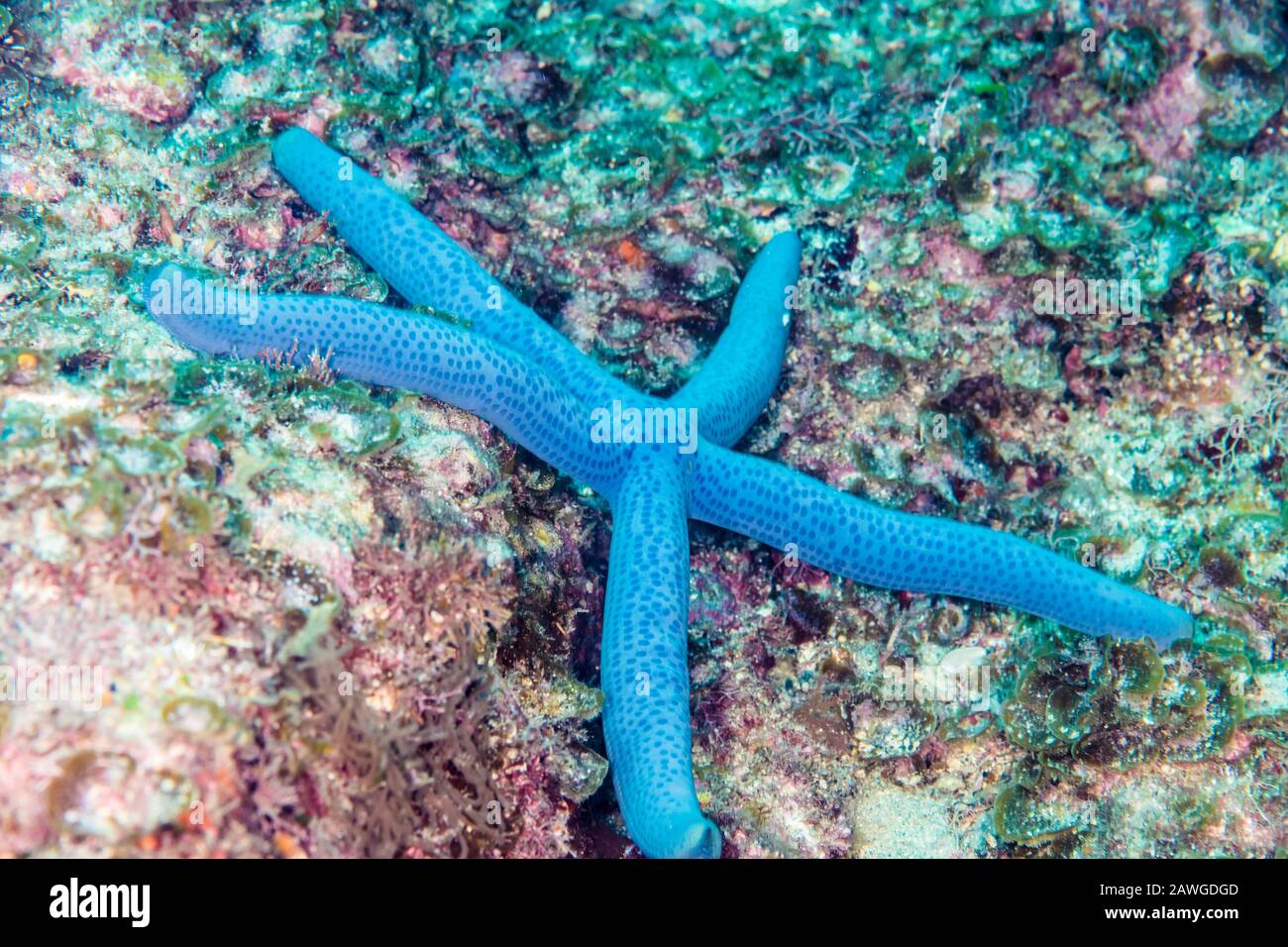 Blue seastar (Linckia laevigata). One of the big seastar seen at the ...