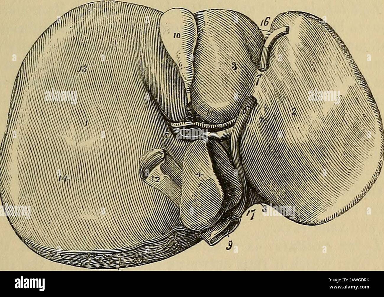 The anatomist's vade mecum : a system of human anatomy . shorter ...