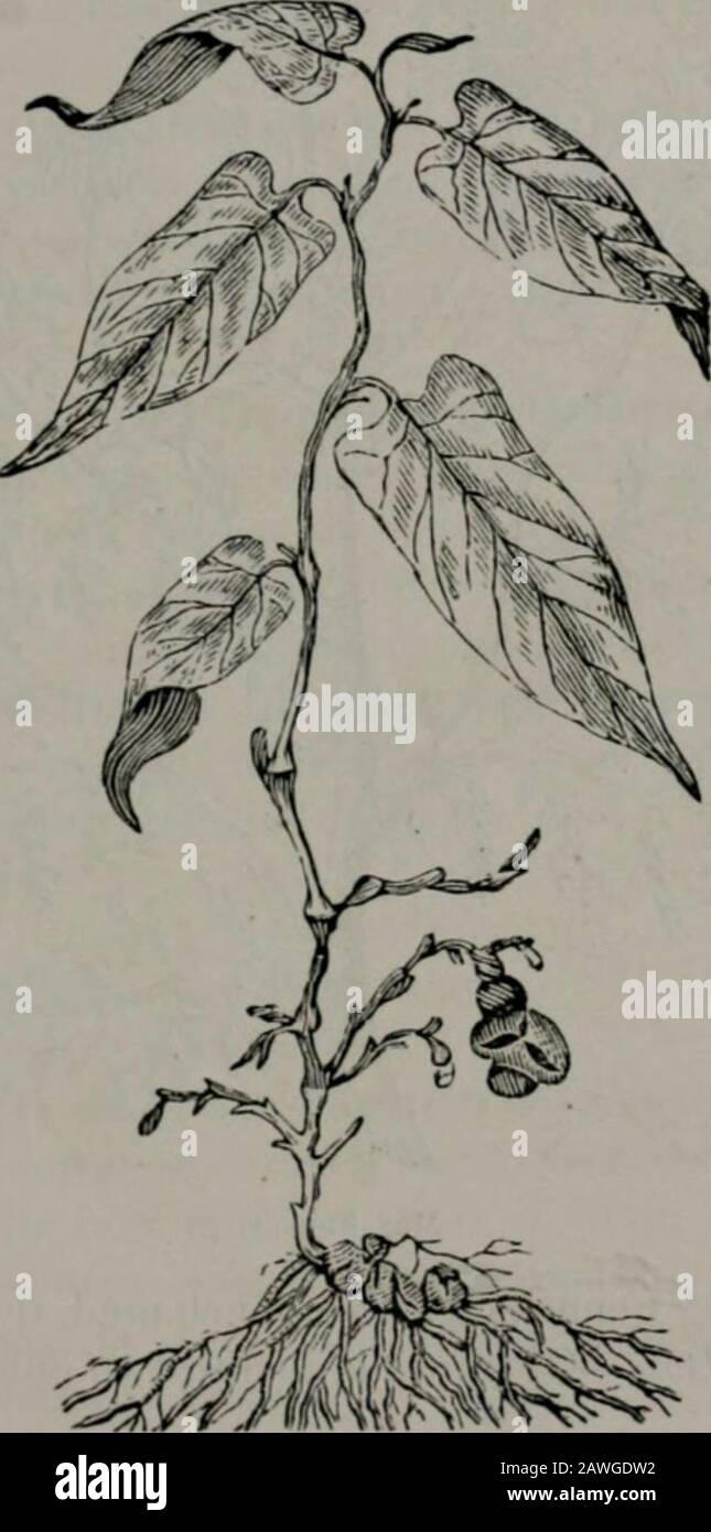 Virginia snake root hi-res stock photography and images - Alamy