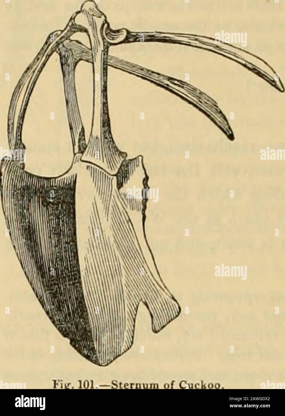 The animal kingdom : arranged after its organization, forming a natural ...