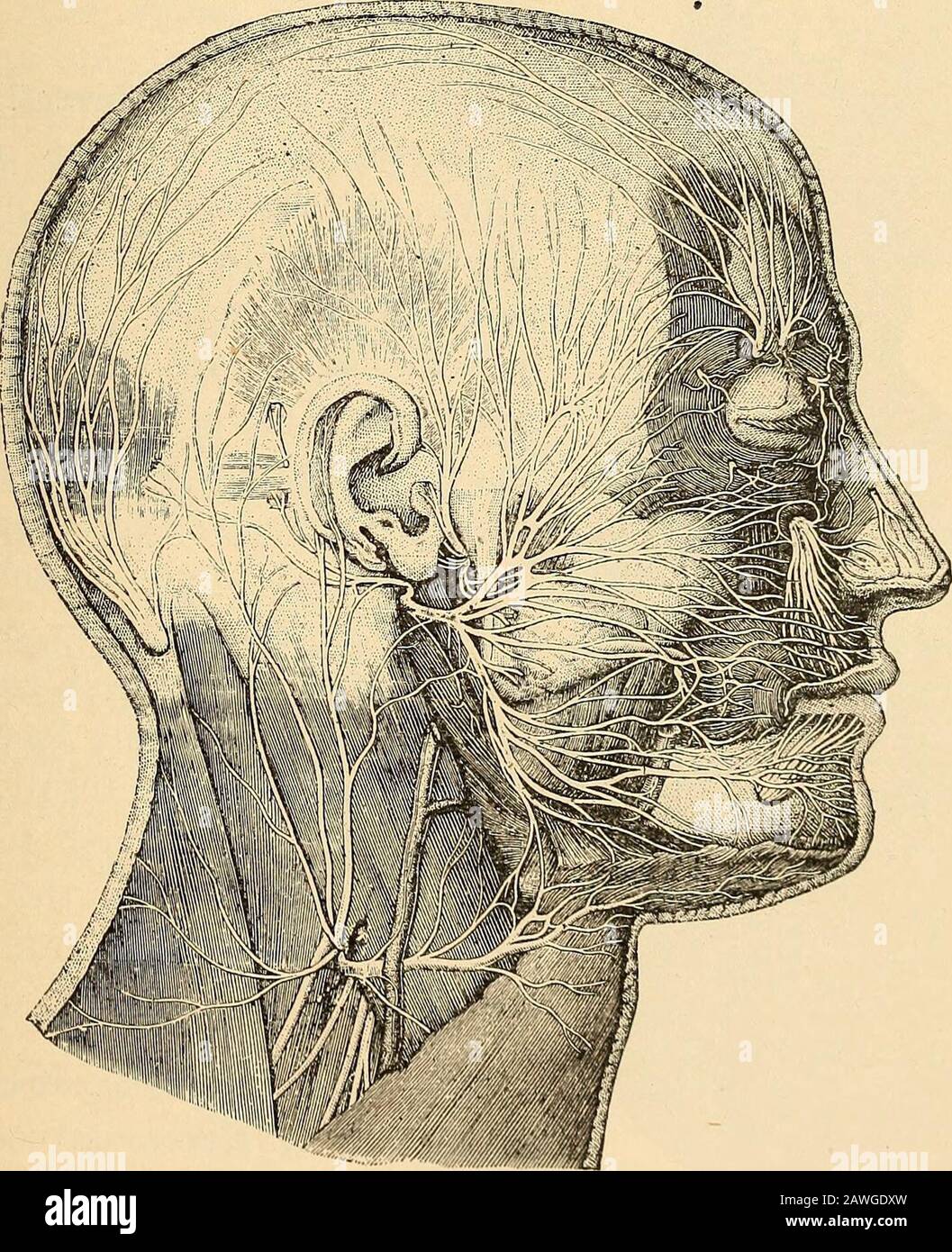 Anatomy, physiology and hygiene . or nerves of smell; 2d, optic nerves ...