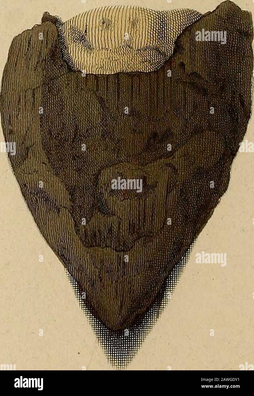 A pictorial atlas of fossil remains, consisting of coloured ...