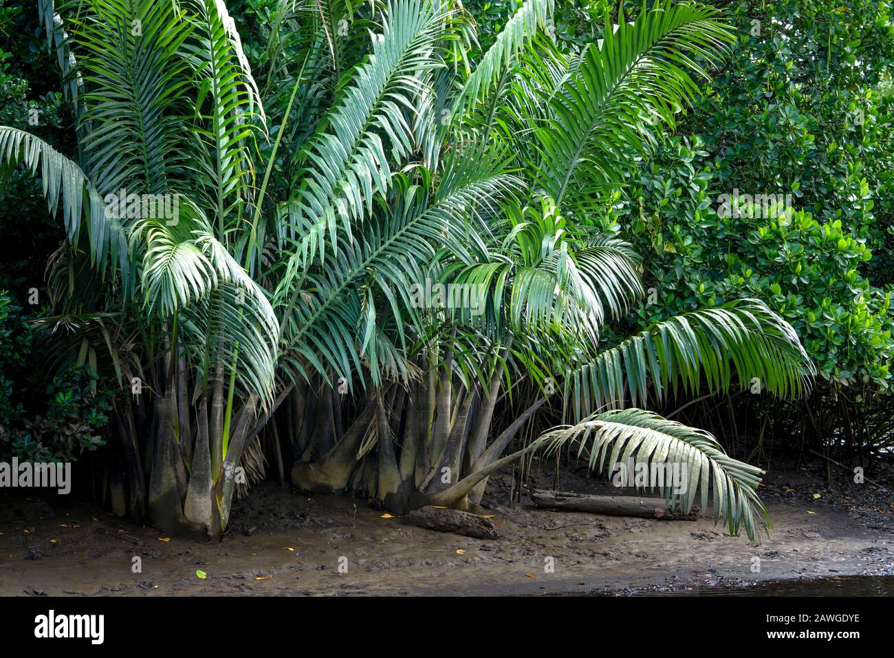 Mangrove palm also known as Nipa palm (Nypa fruticans) growing amongst ...