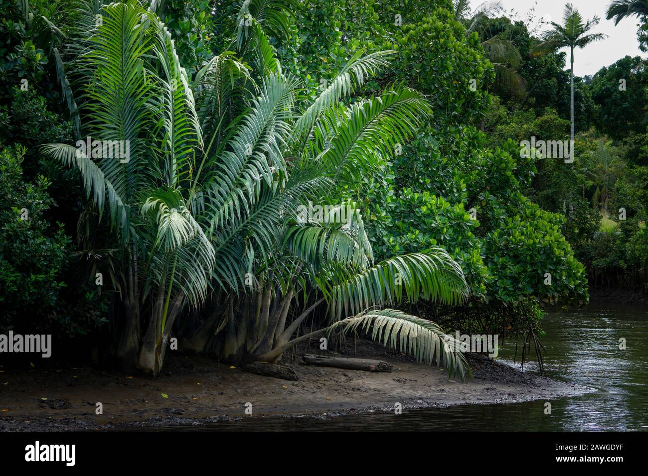 Nypa habitat hi-res stock photography and images - Alamy