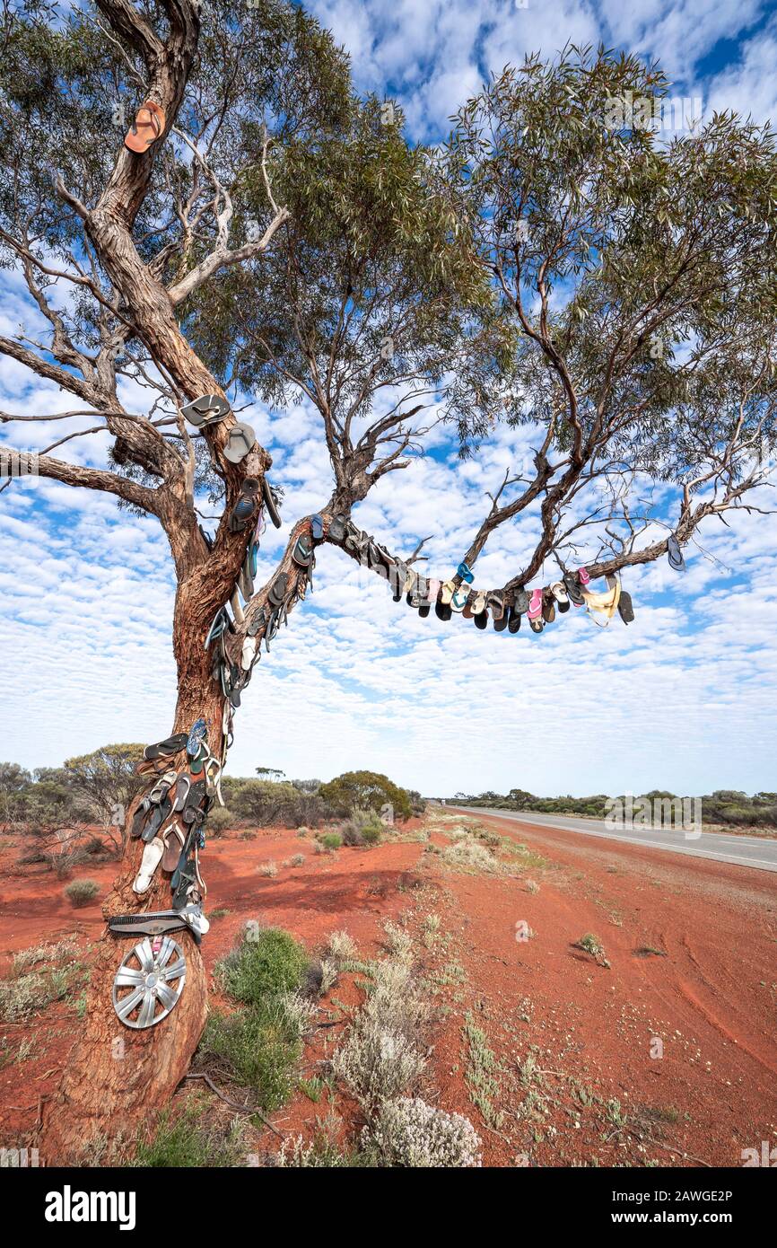 Thong tree hi-res stock photography and images - Alamy