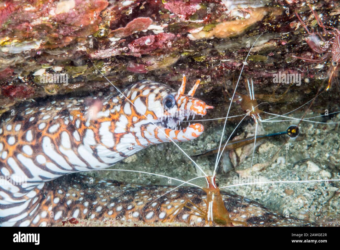 Cleaning station: Scarlet cleaner shrimp (Hippolysmata vittata) and ...