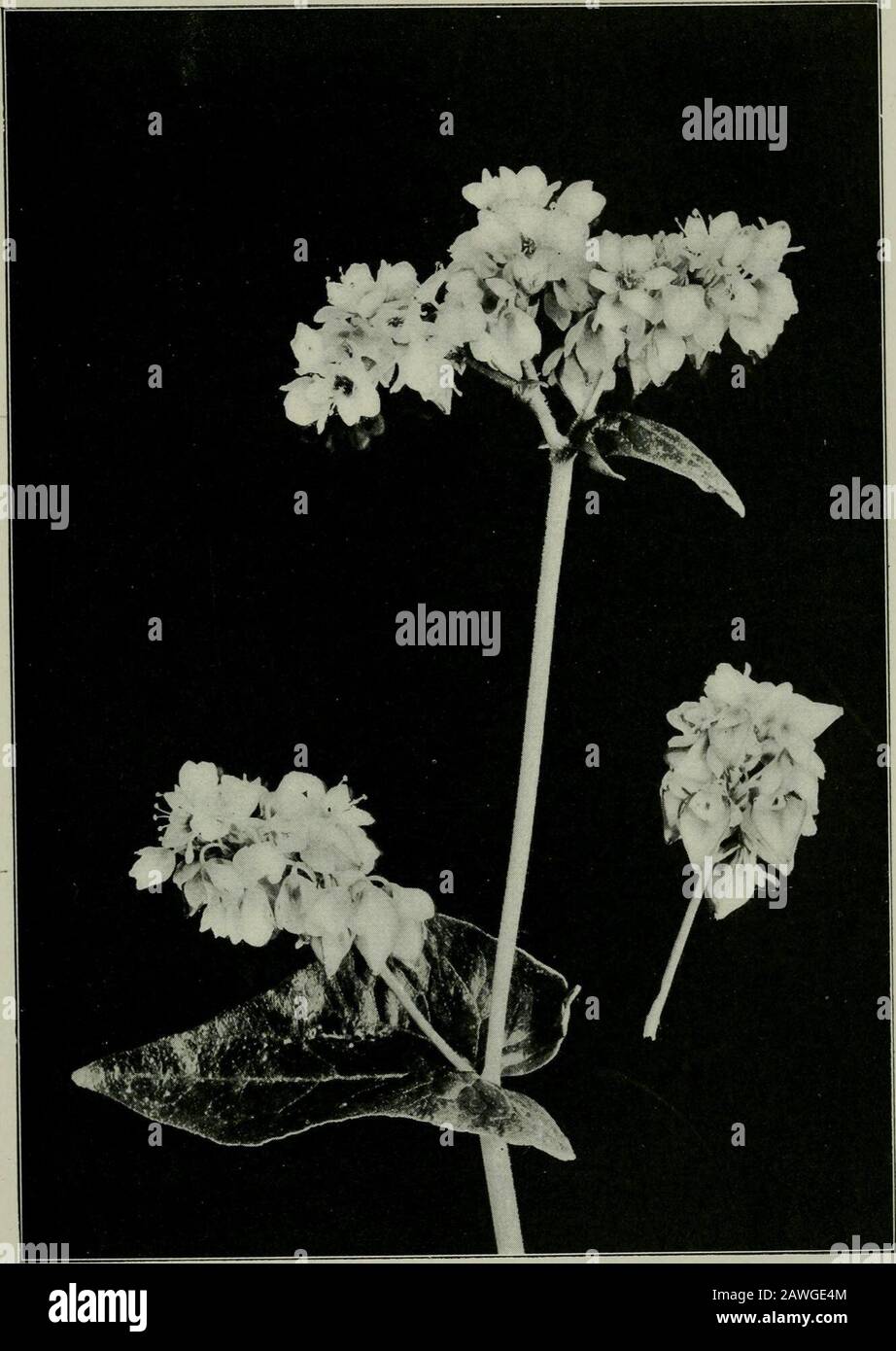 Bilabiate flowers hi-res stock photography and images - Alamy