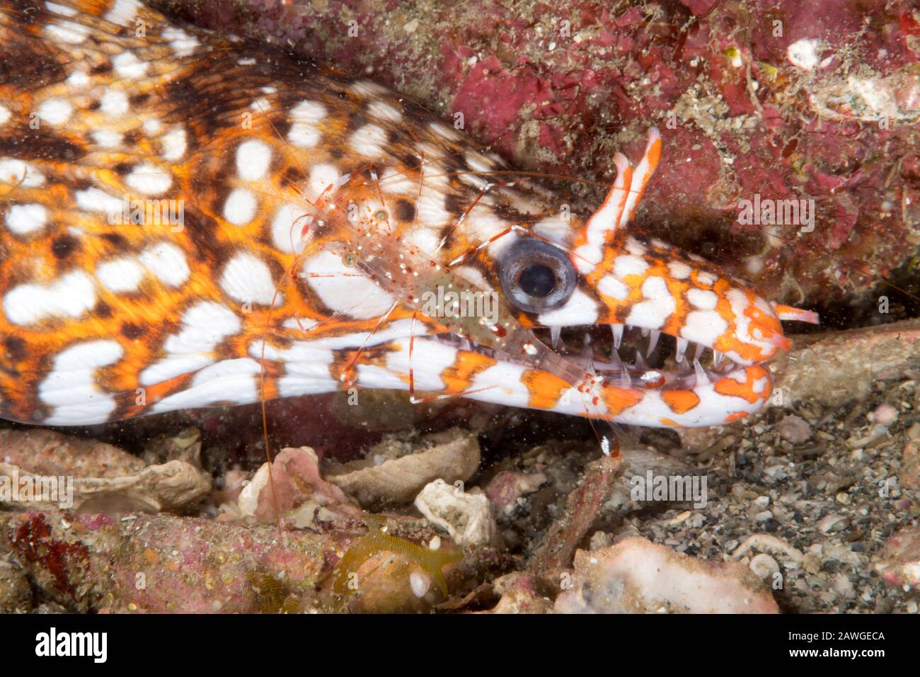Cleaning station: Clear cleaner shrimp (Urocaridella antonbrunii) and leopard moray eel ...