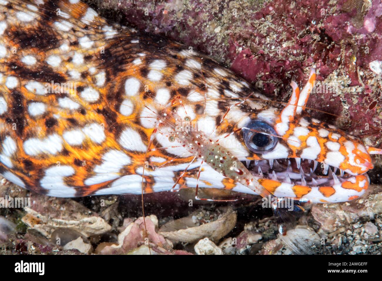 Cleaning station: Clear cleaner shrimp (Urocaridella antonbrunii) and leopard moray eel ...