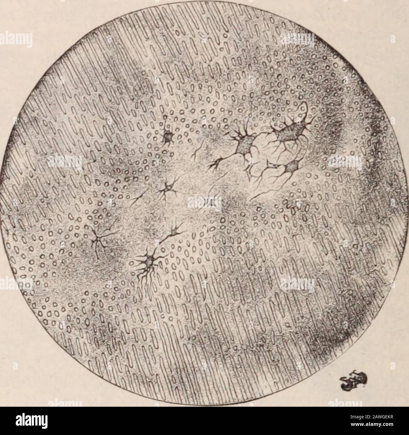 Two rungs hi-res stock photography and images - Alamy