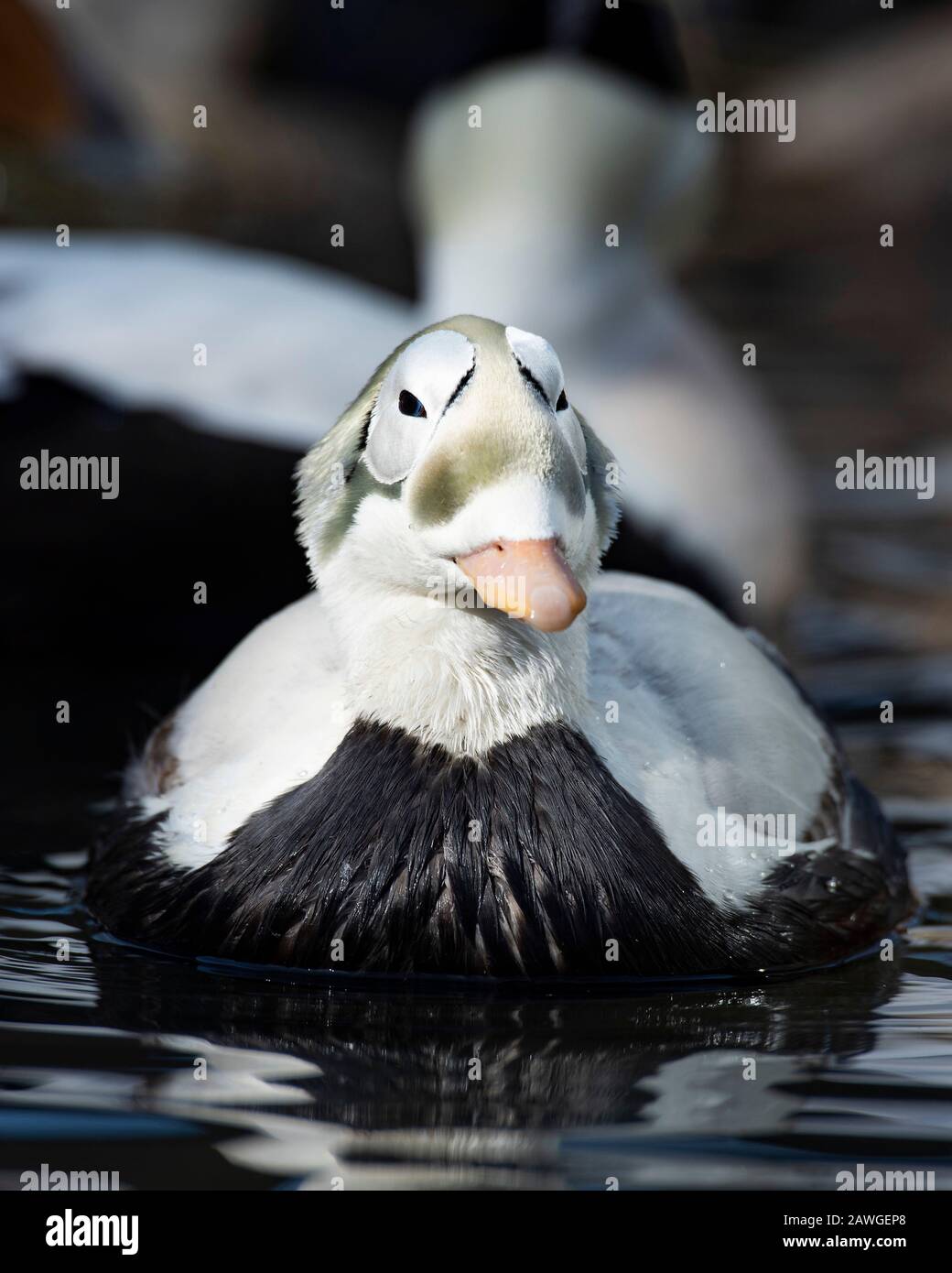 Spectacled eider ducks hi-res stock photography and images - Alamy