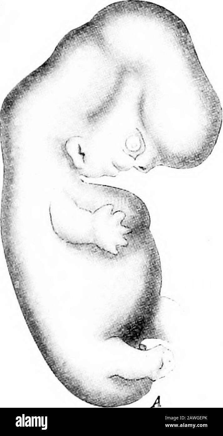 The development of the human body; a manual of human embryology . Fig ...