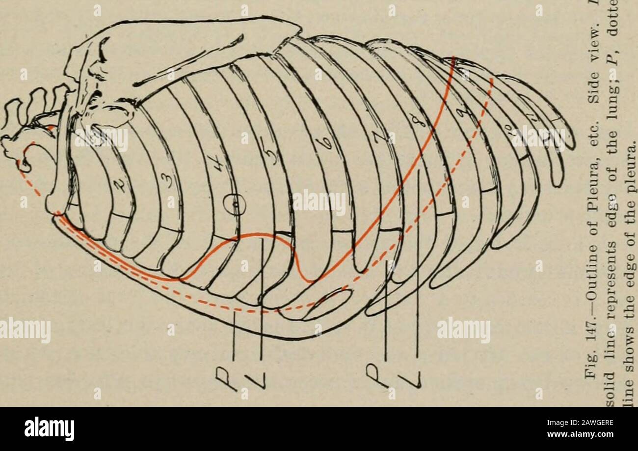 Operative surgery, for students and practitioners . 298 THORAX. the ...