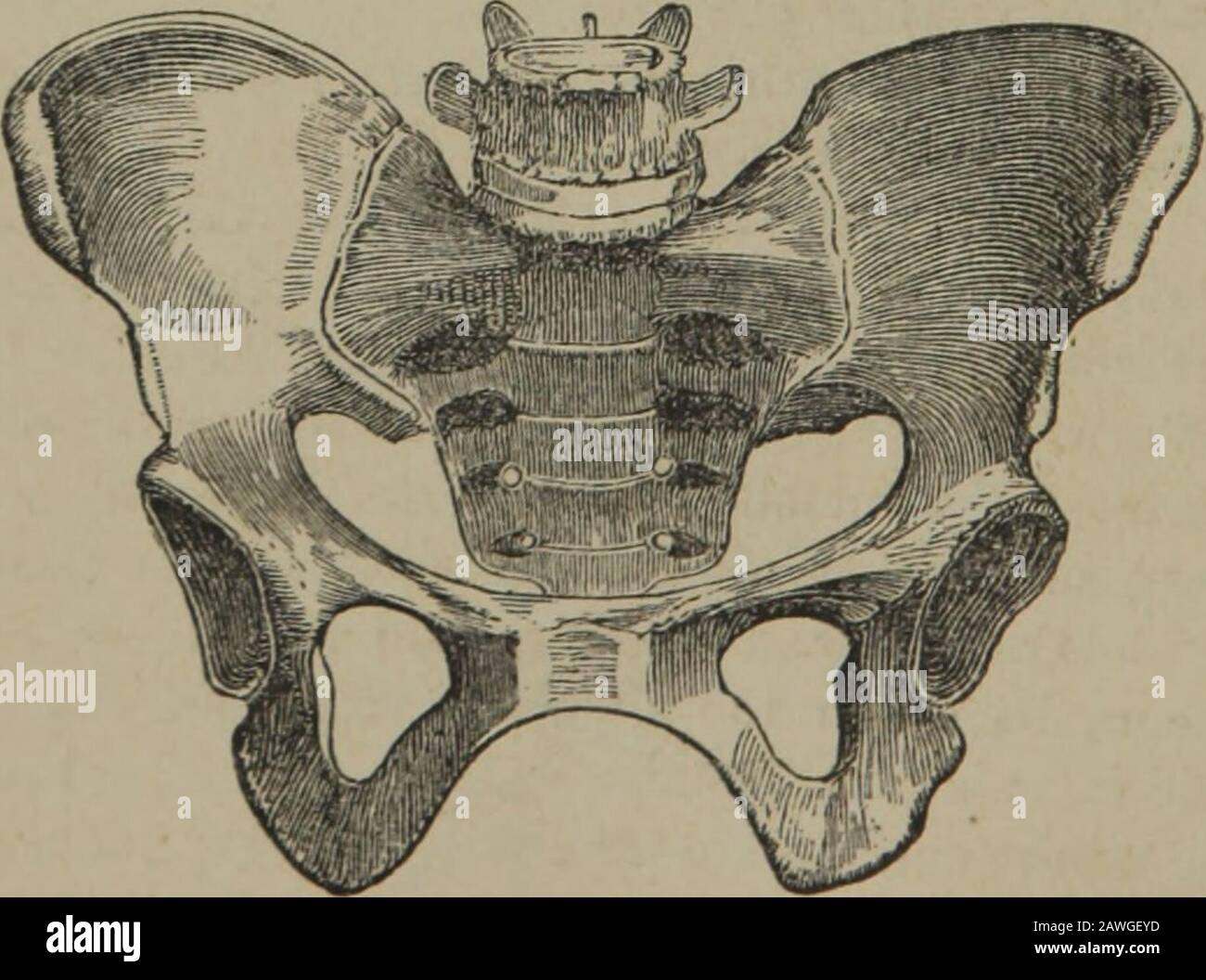 Obturator nerves hi-res stock photography and images - Alamy