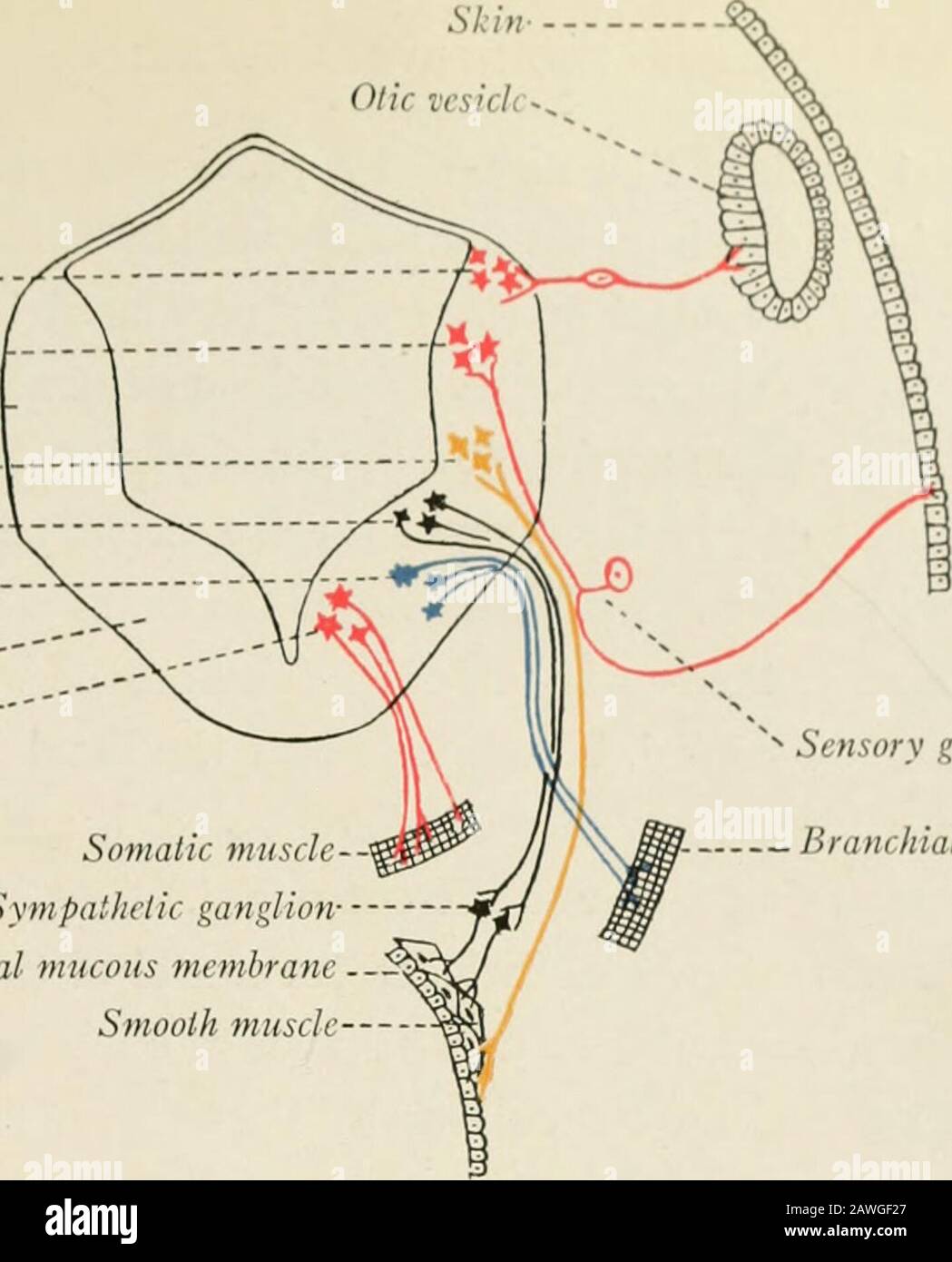 The anatomy of the nervous system, from the standpoint of development ...