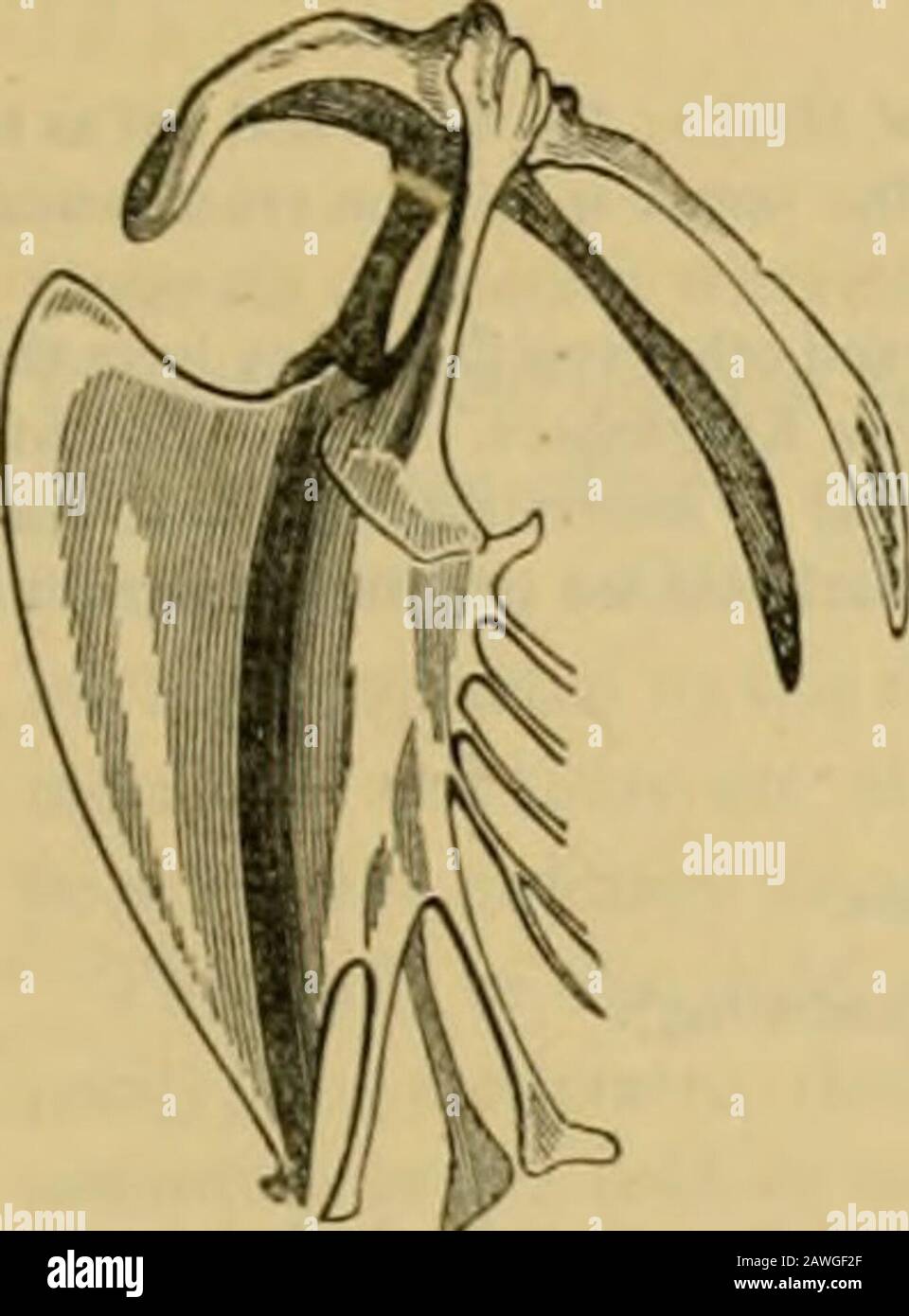 The animal kingdom : arranged after its organization, forming a natural ...