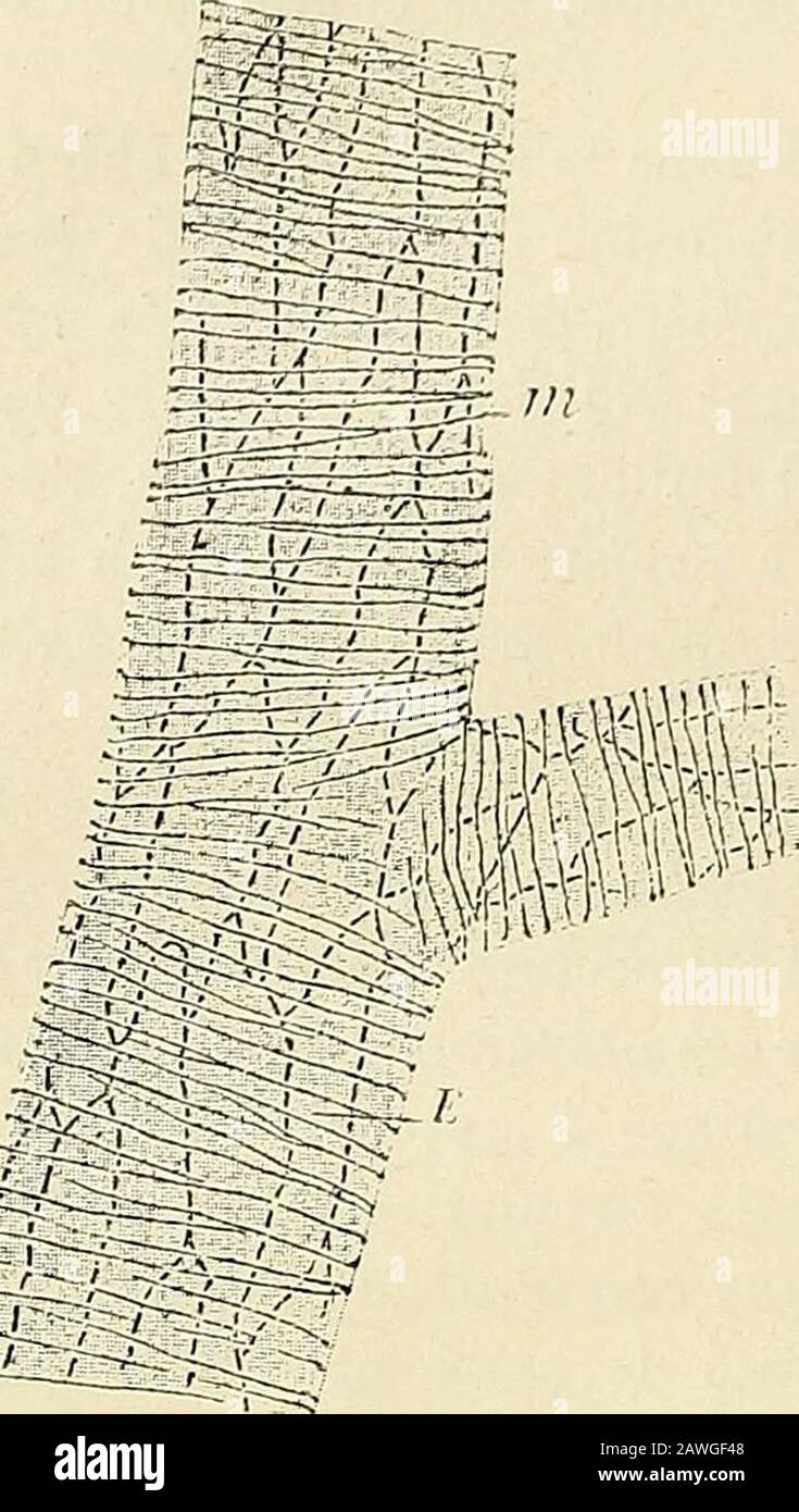 Lignes et cellules hi-res stock photography and images - Alamy