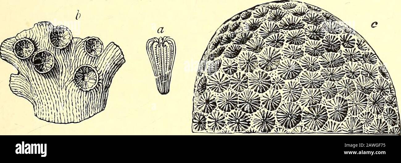 A guide to the fossil invertebrate animals in the Department of geology ...