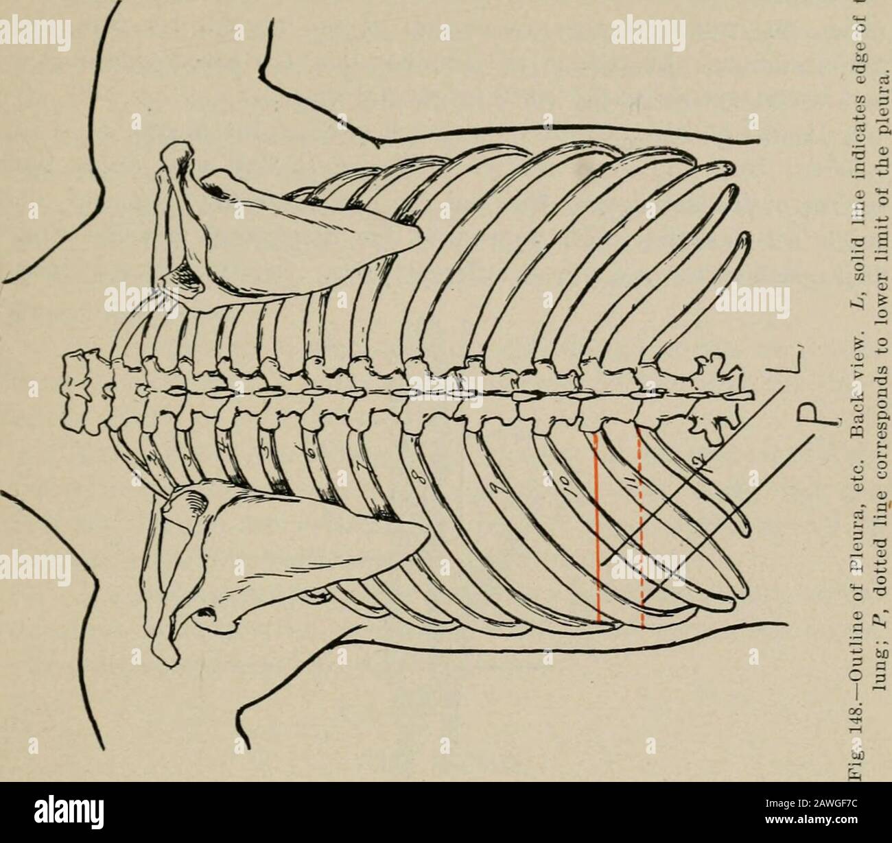 Intercostal space hi-res stock photography and images - Alamy