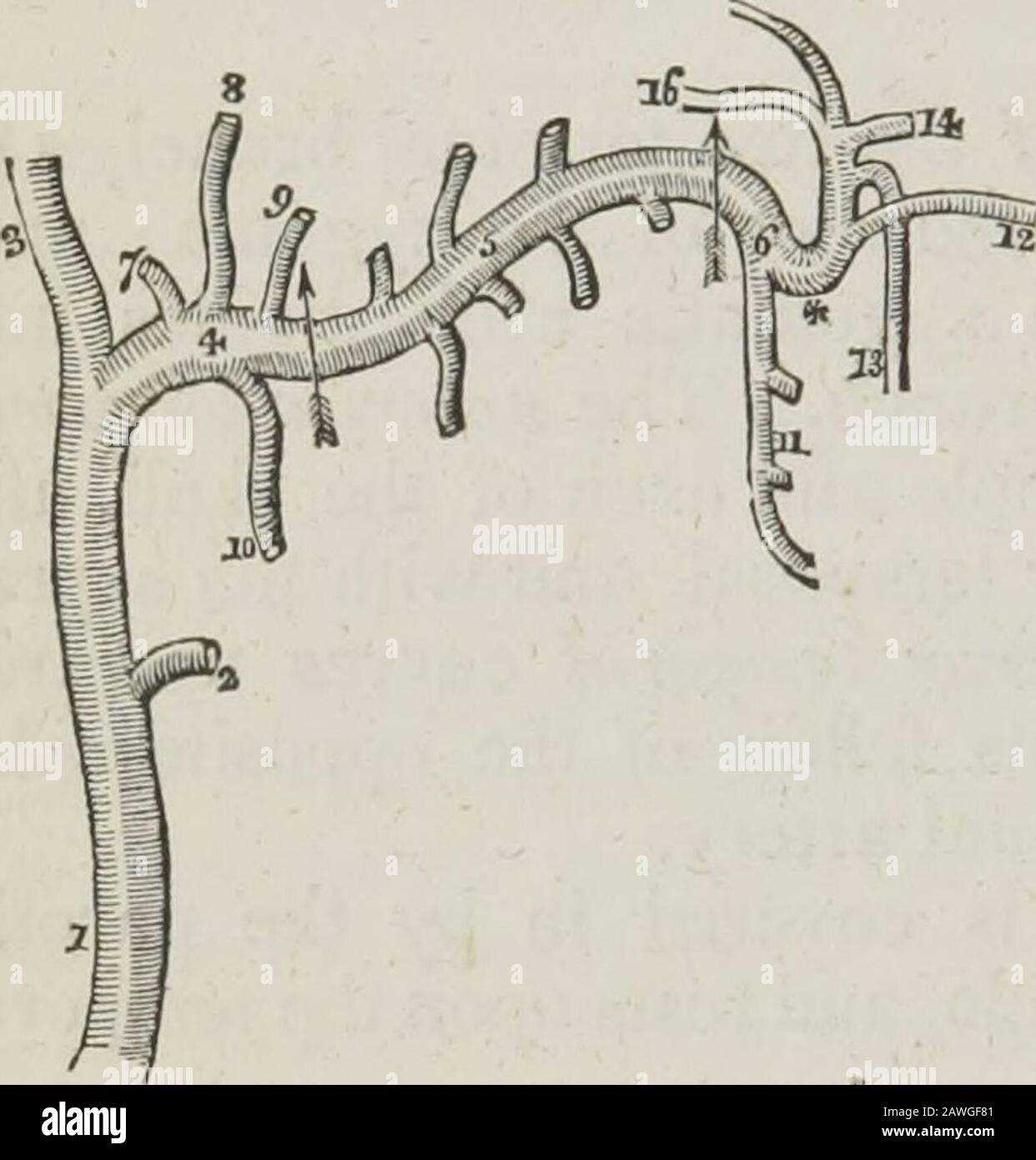 External maxillary artery hi-res stock photography and images - Alamy