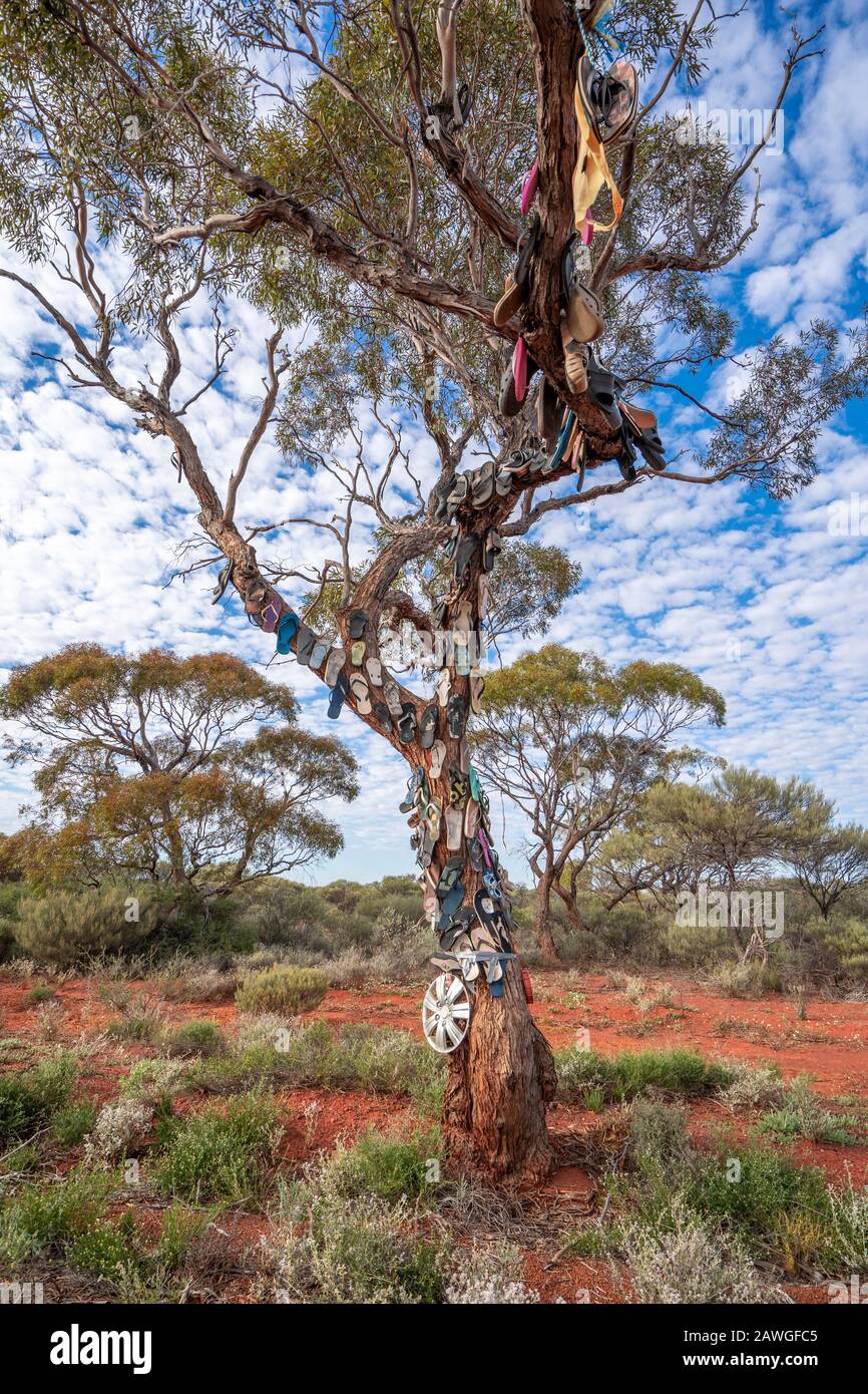 Payne's find australia hi-res stock photography and images - Alamy