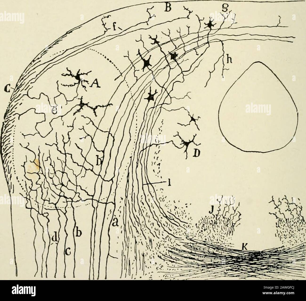 Auditory cortex hi-res stock photography and images - Alamy
