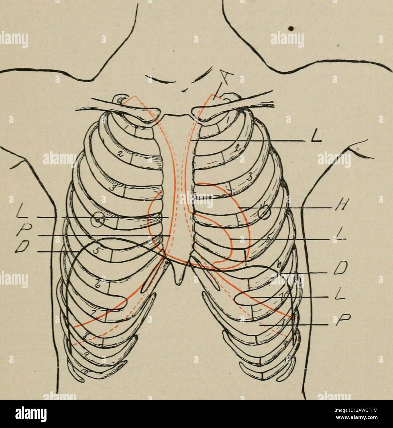 Lines Of Pleural Reflection