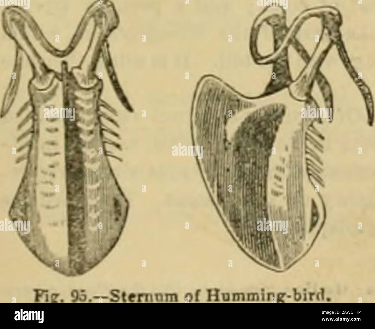 Amode hi-res stock photography and images - Alamy