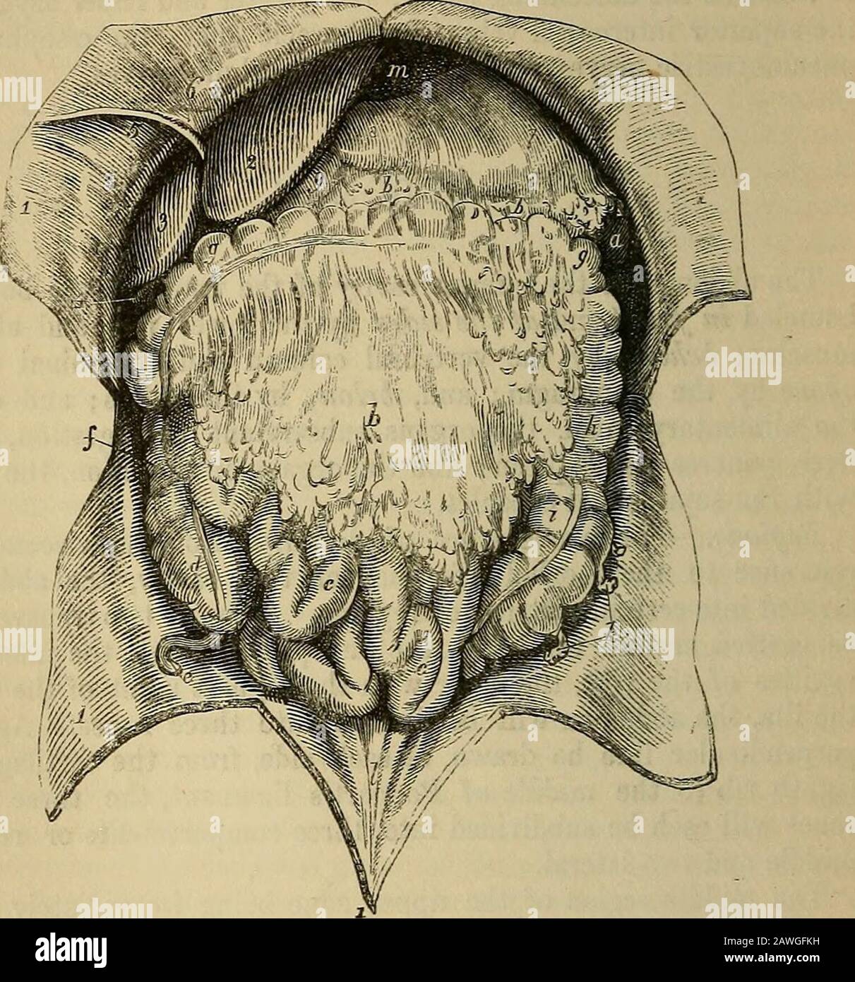 The anatomist's vade mecum : a system of human anatomy . teral, the ...