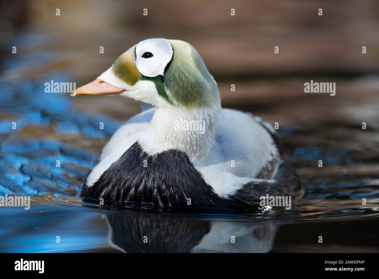 Eider ducks spectacled hi-res stock photography and images - Alamy
