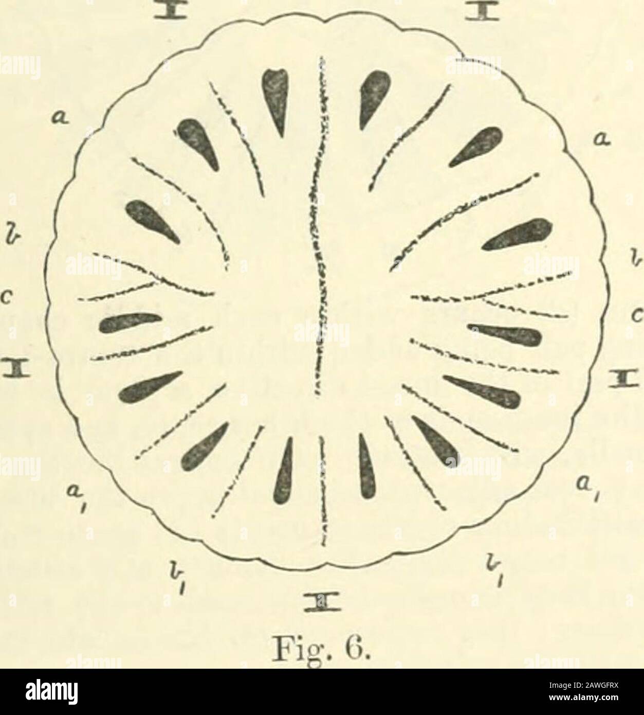 The annals and magazine of natural history : zoology, botany, and ...