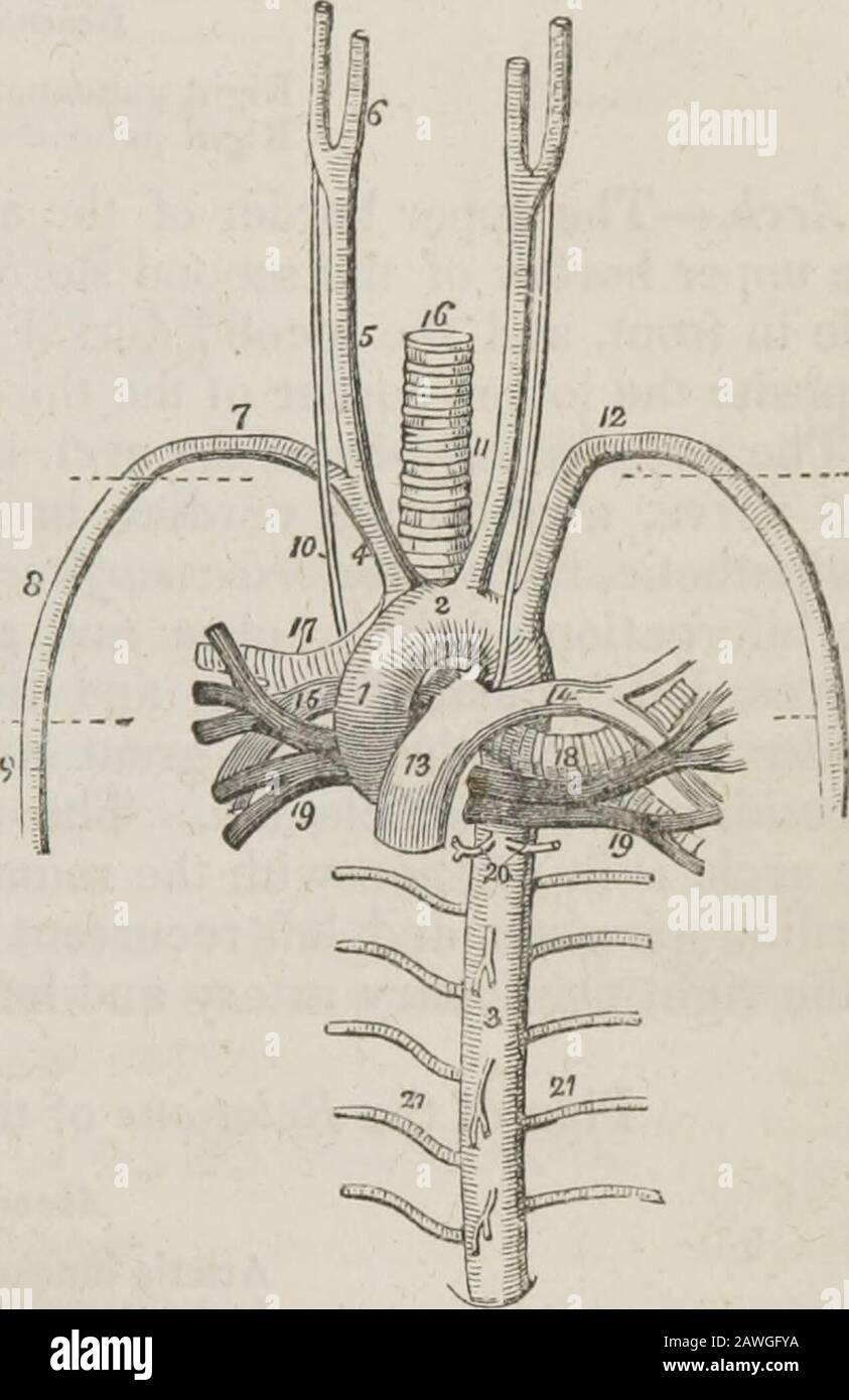 A system of human anatomy, general and special . n artery, and behind ...