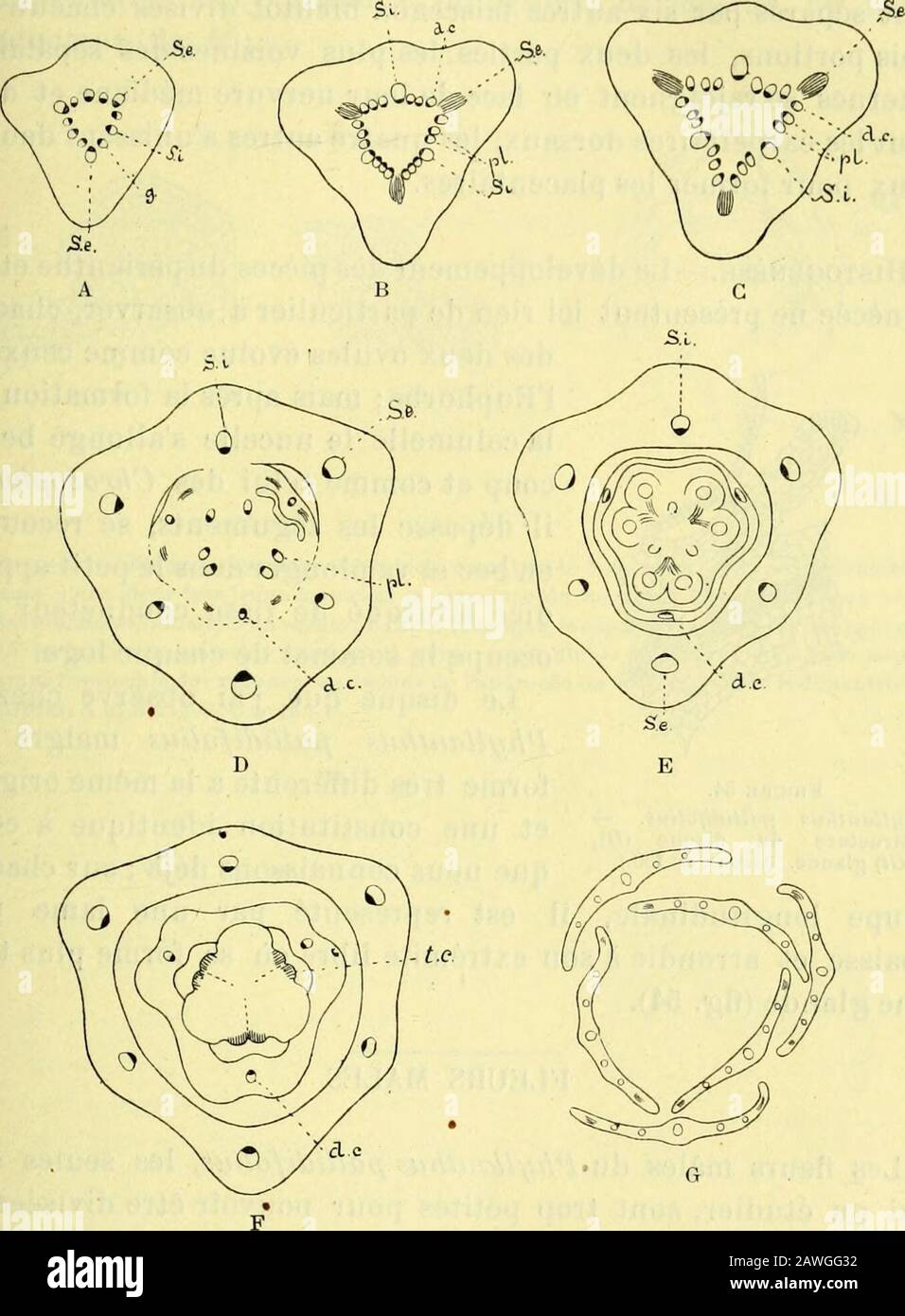 Columelle High Resolution Stock Photography and Images - Alamy