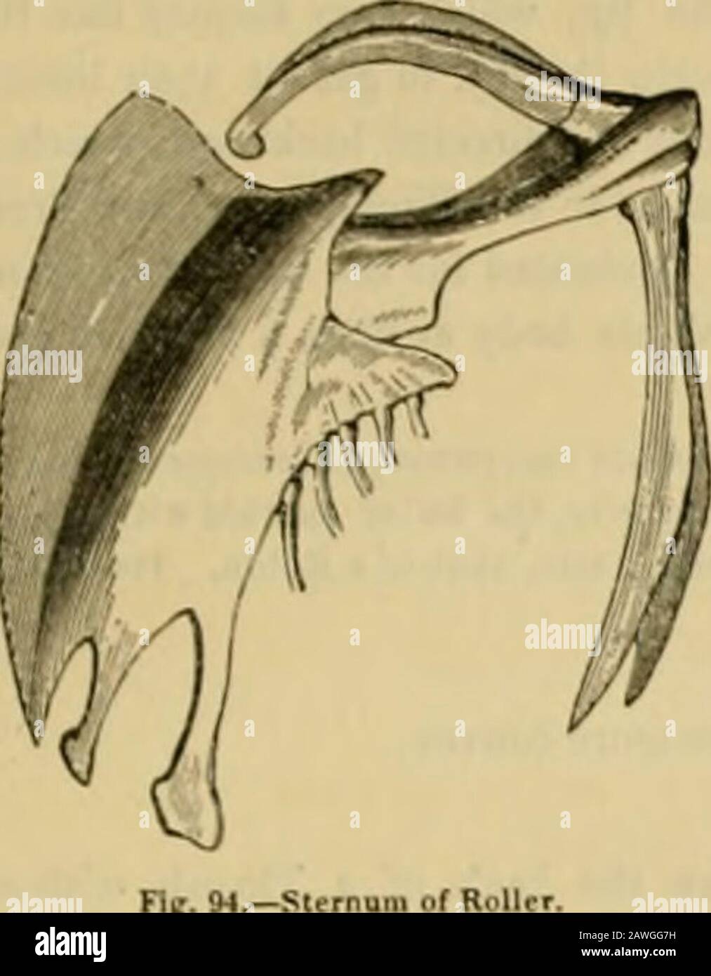 The animal kingdom : arranged after its organization, forming a natural ...