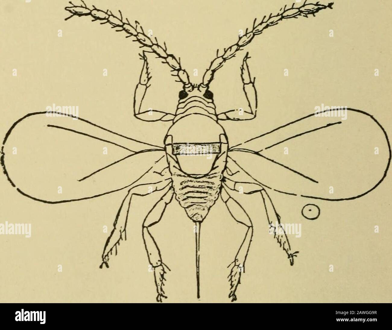 Quince cultureAn illustrated hand-book for the propagation and ...